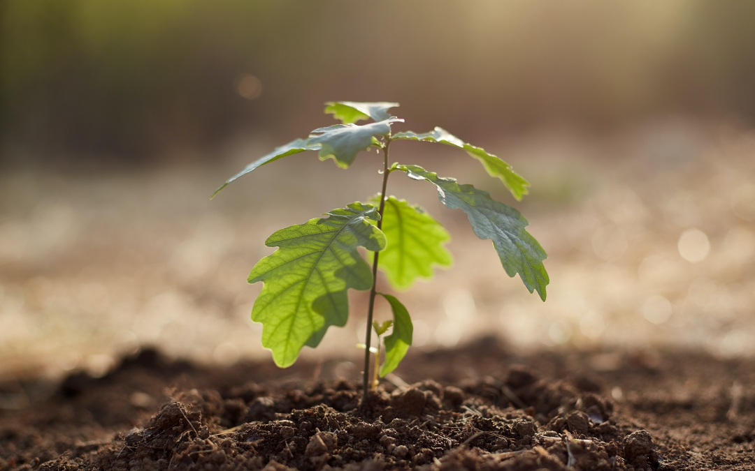 JouleBug Takes on Sustainability in New Ways for 2023 - JouleBug